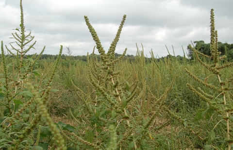 Specialists Outline Resistant Weed Management Strategies for NC ...